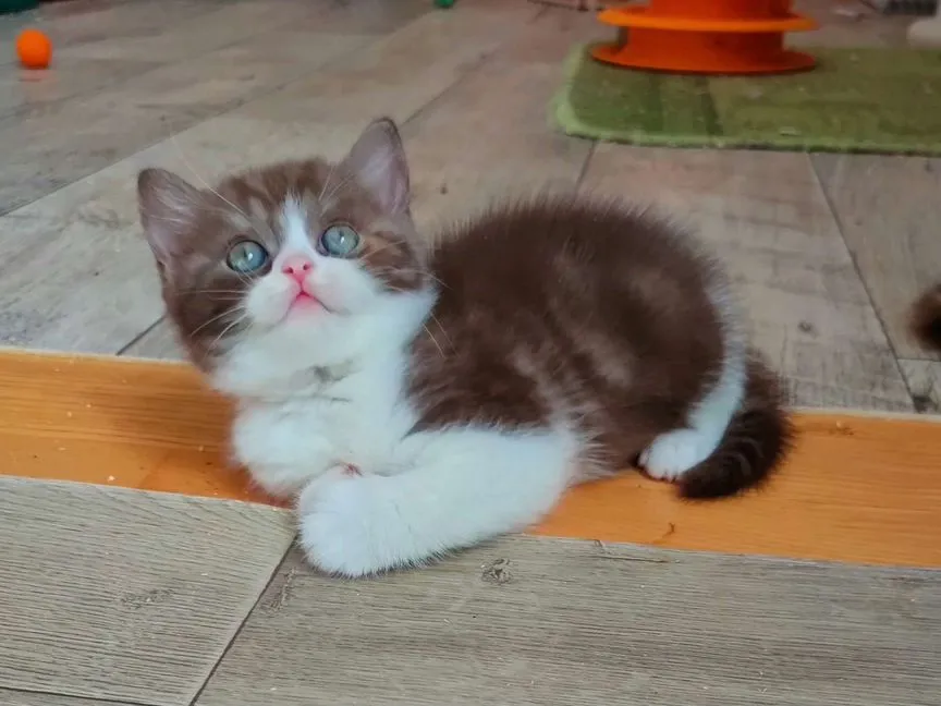 Шотландский кот