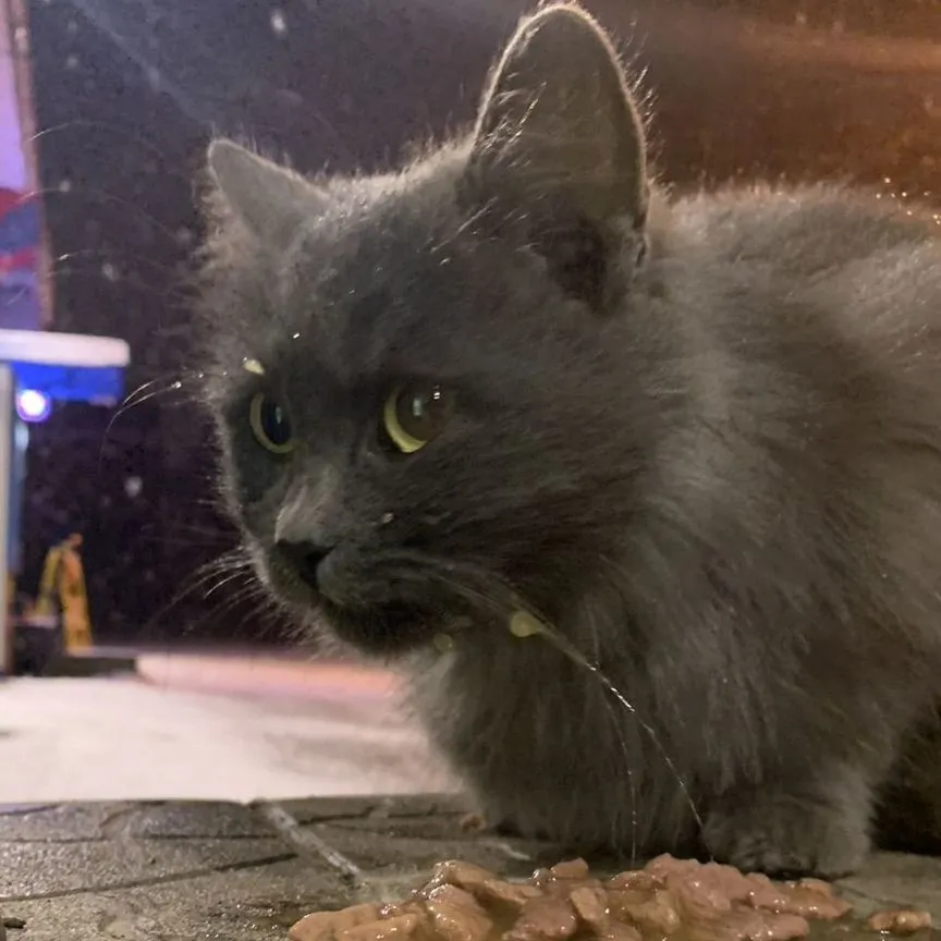 Кошечка в беде
