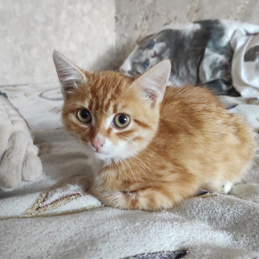 Котенок