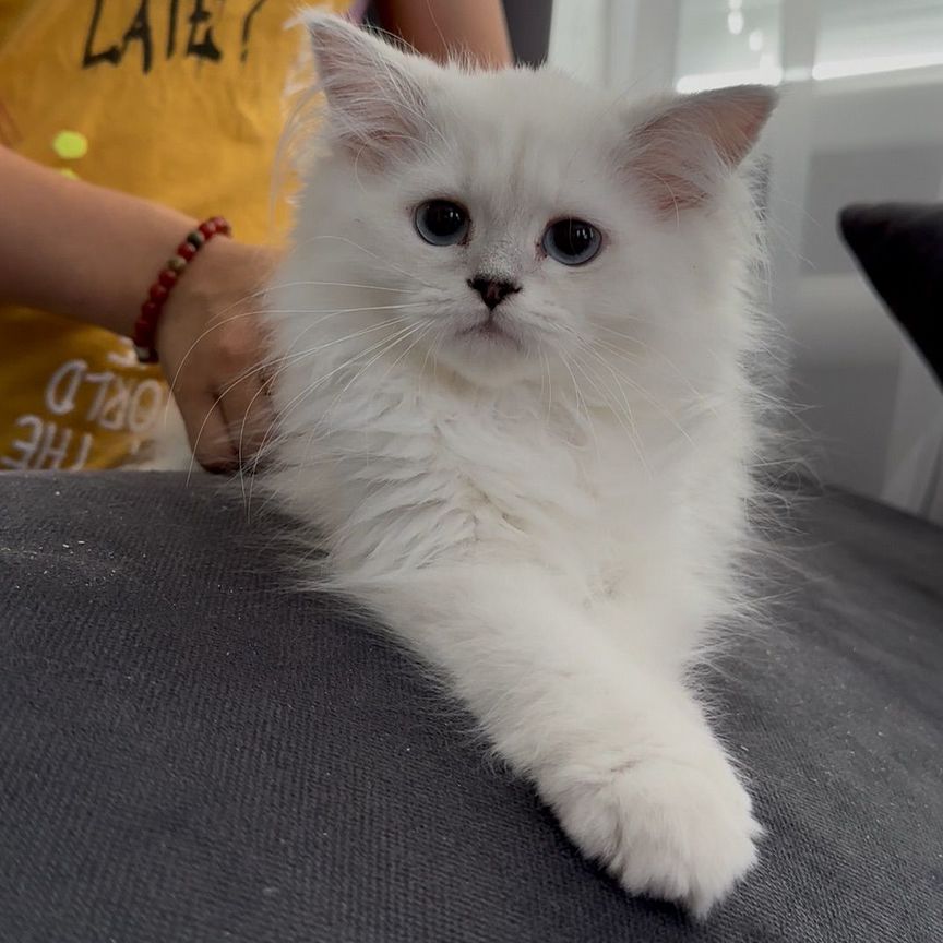 Шотладские котята Доставка