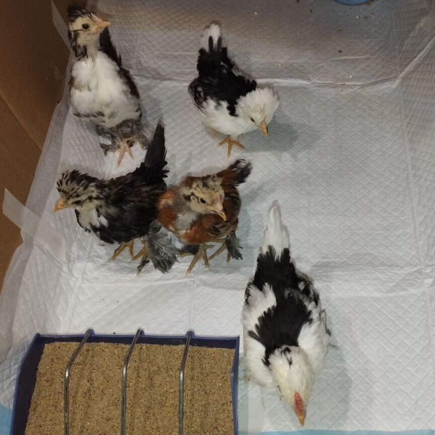 Алтайская бентамка цыплята