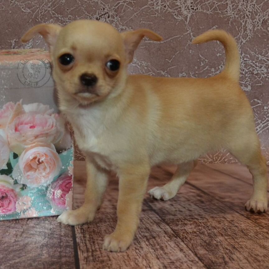 Чихуахуа маленькая принцесса