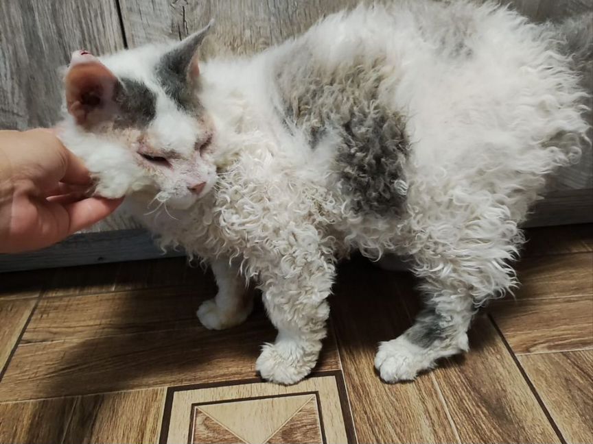 Отдам в добрые руки