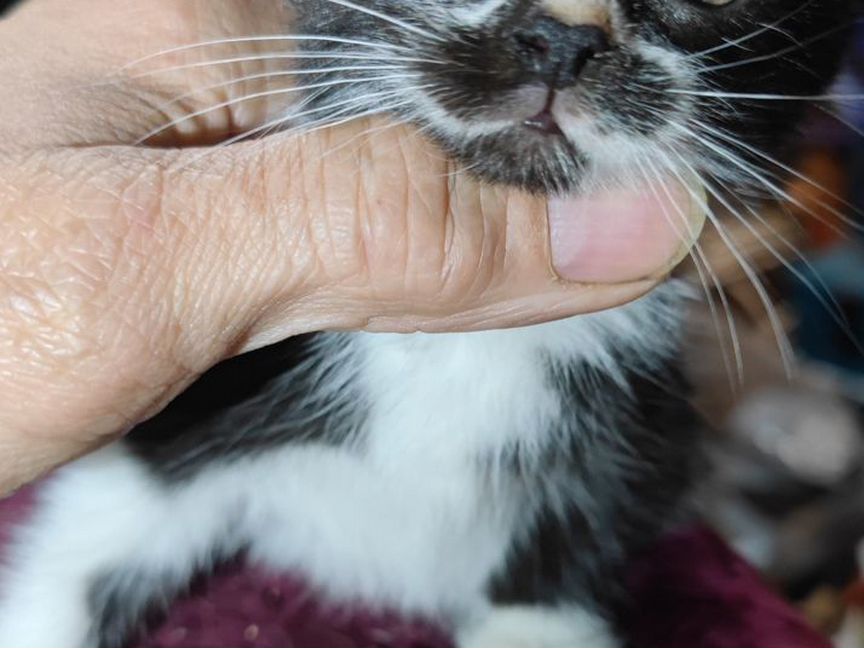Царапкин когтистый котенок