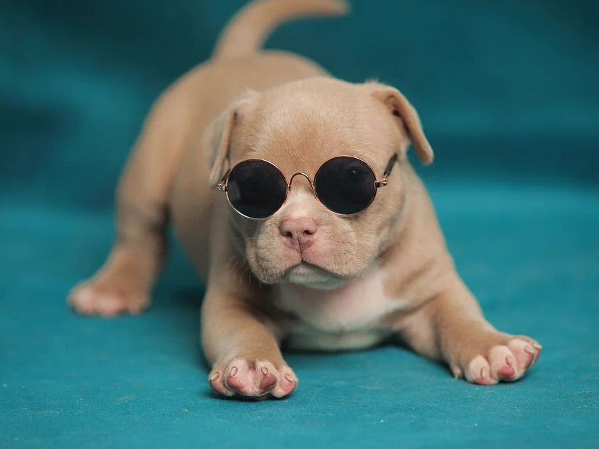 Американский булли мальчик