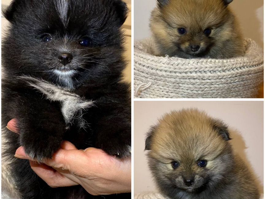 Померанский шпиц мини