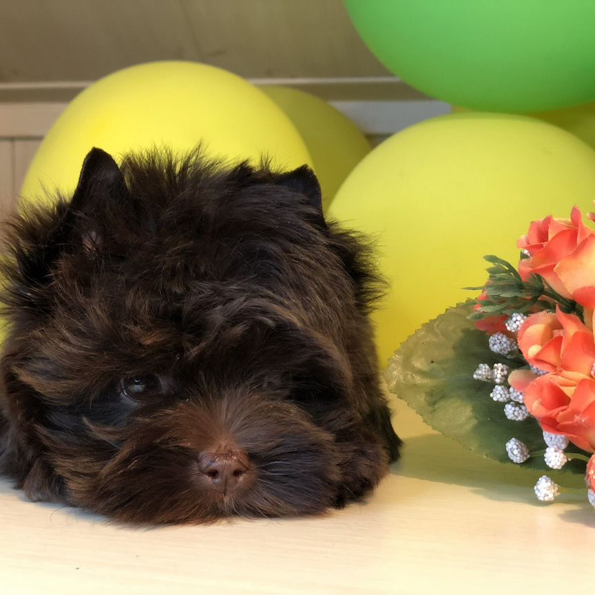 Шоколадный йорк, Бивер йорк