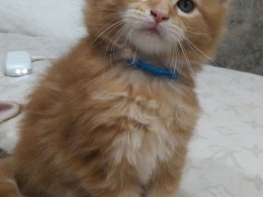 Котята мейн-кун