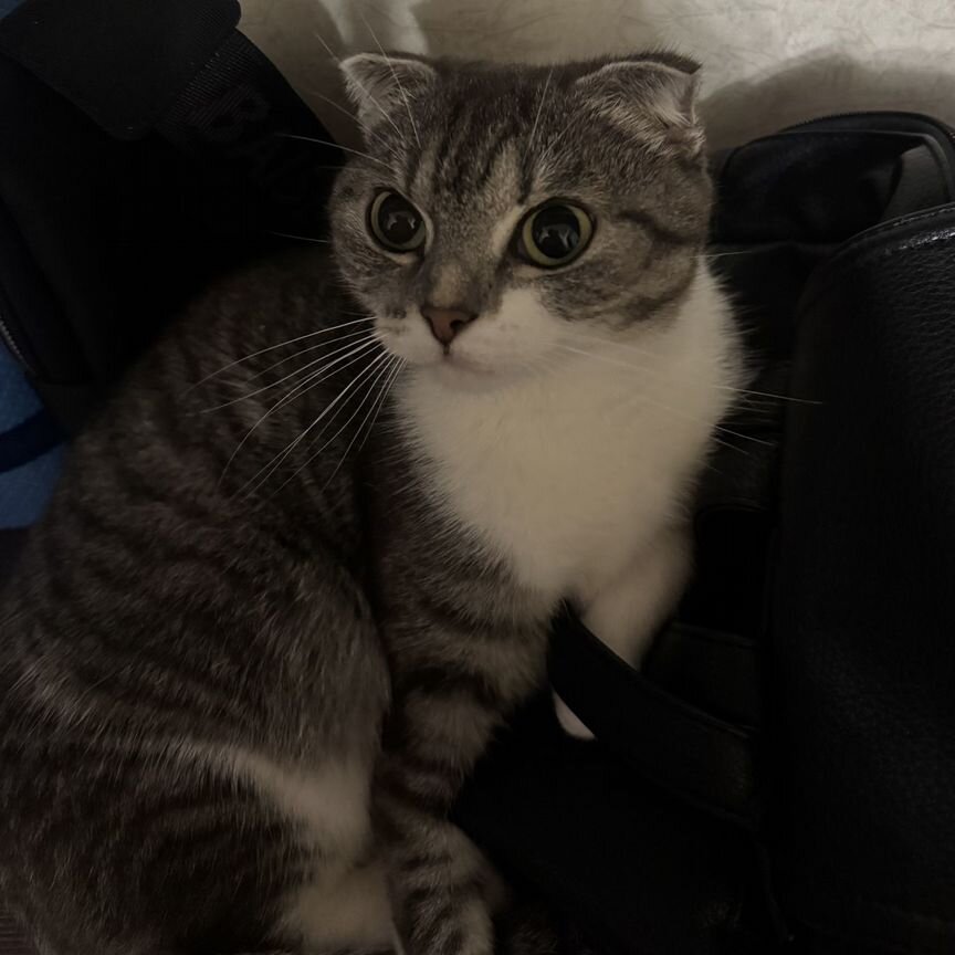 Шотландская вислоухая короткошёрстная кошка, взрослая