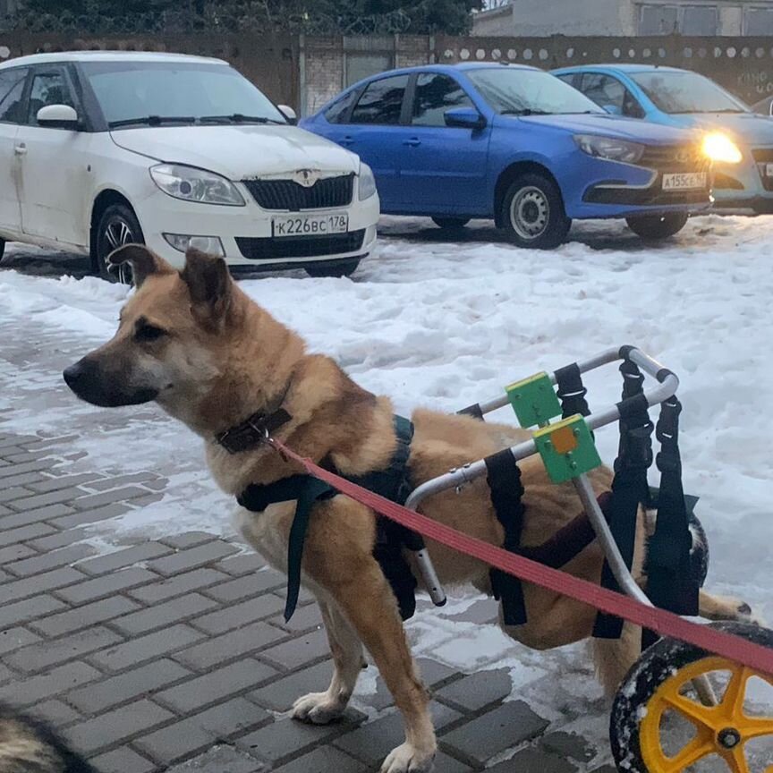 Собаки из приюта ищут друзей