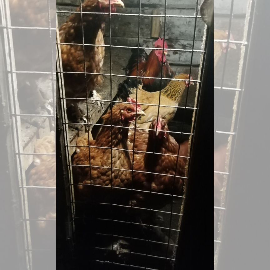 Продам курей 13шт и одного петуха
