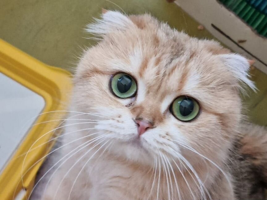 Шотландская золотая шиншилла