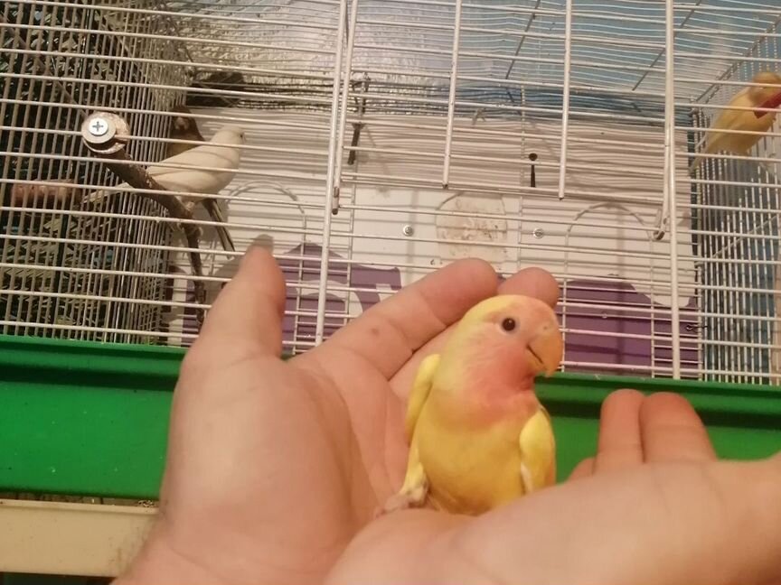 Попугай неразлучник, птинец