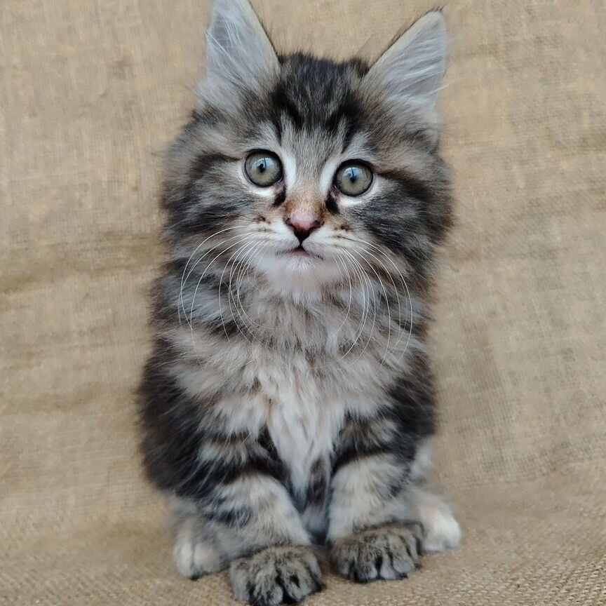Кошка курильского бобтейла