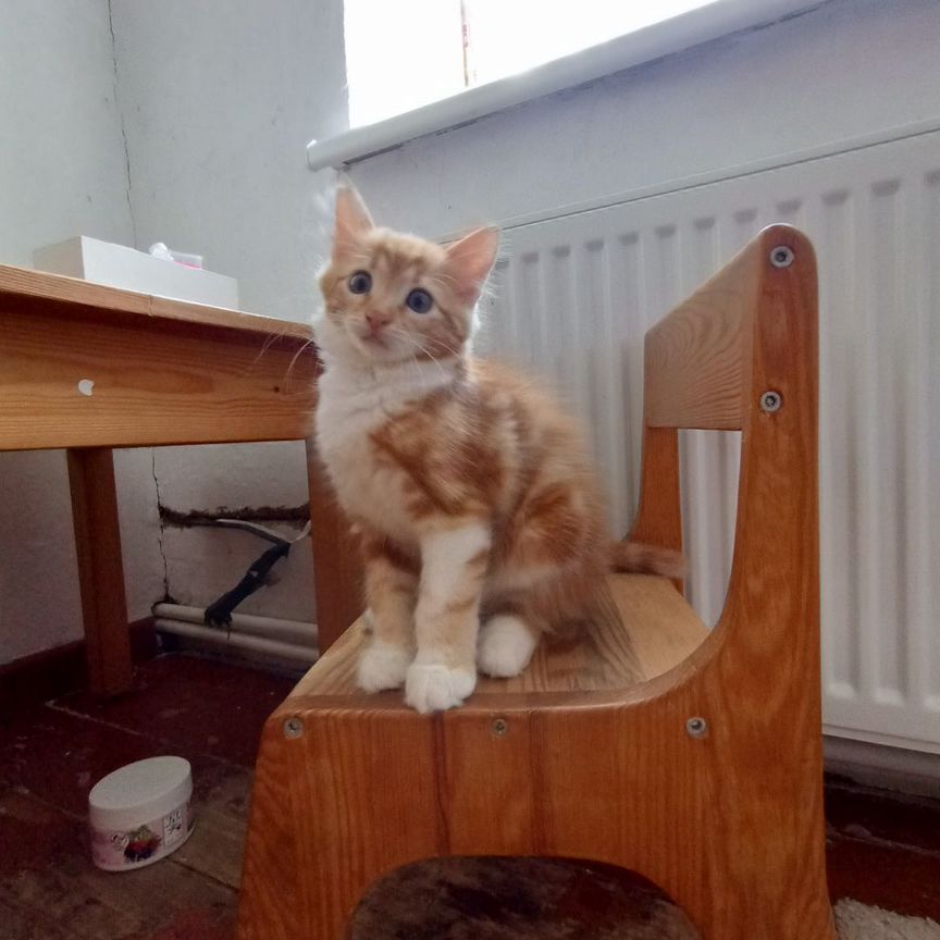 Котёнок в добрые руки