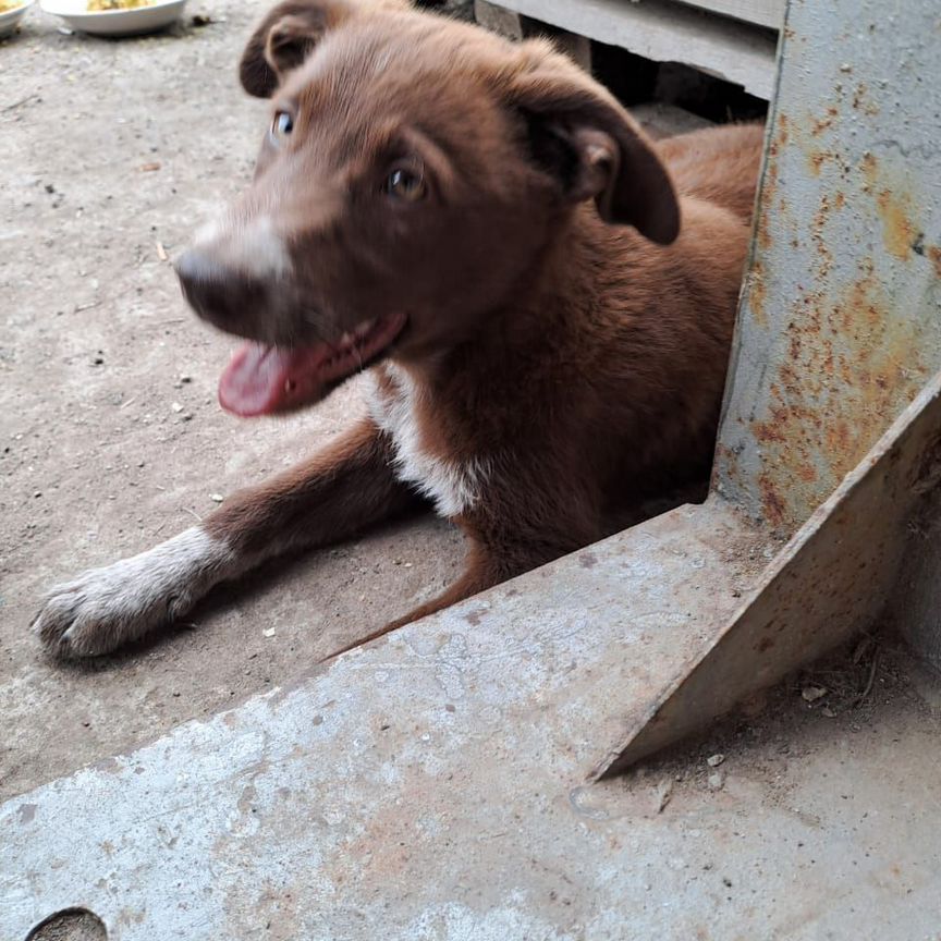 Собака в добрые руки отдам бесплатно