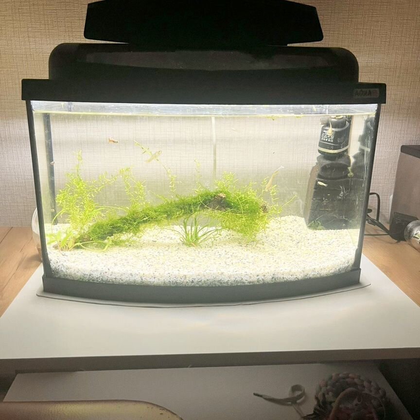 Аквариум с рыбаками