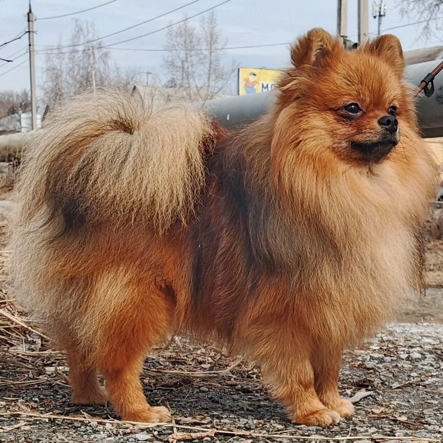 Шпиц вязка