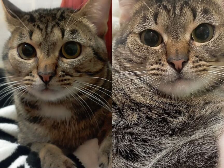 Отдаю котиков