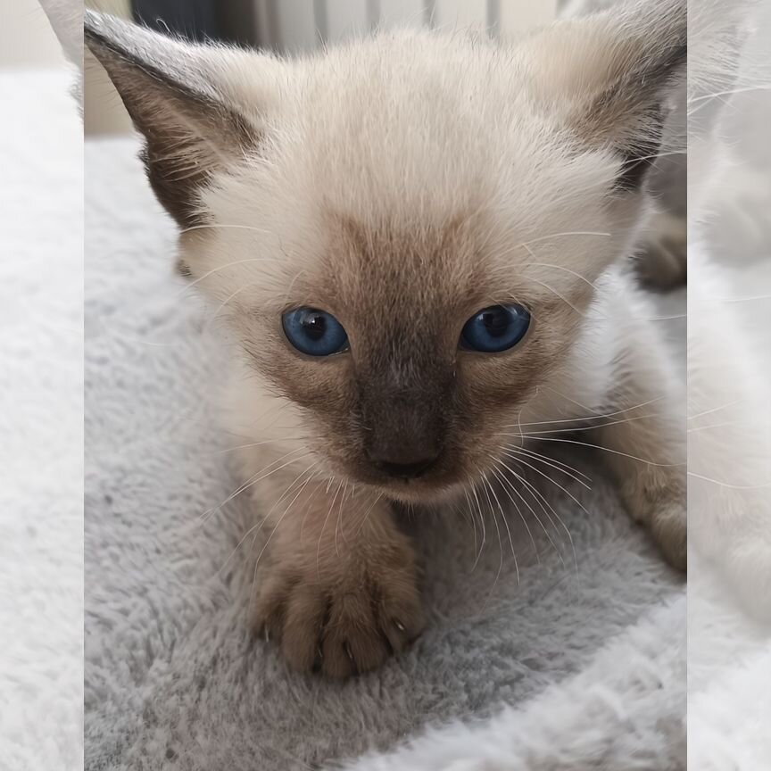 Ориентальный котёнок