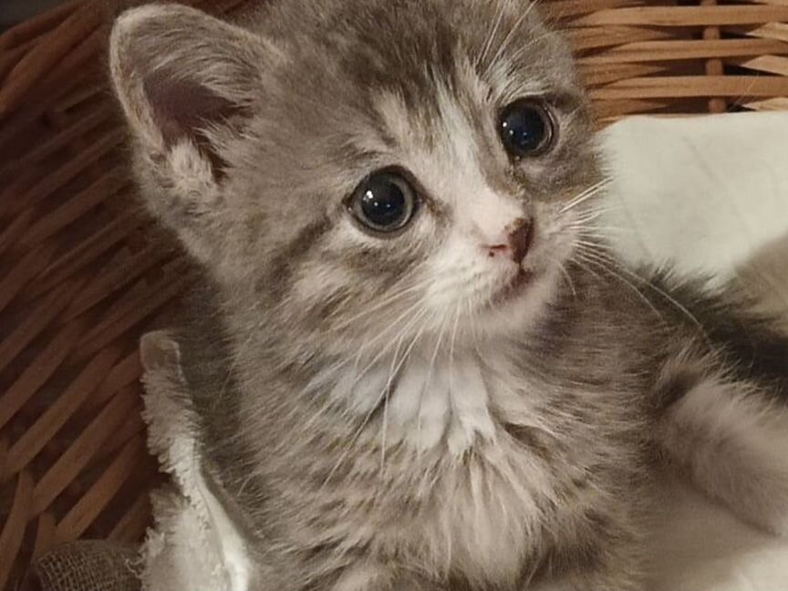 Котёнок 1.5 месяца в дар