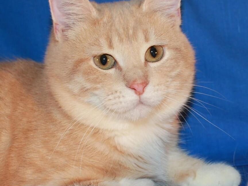 Котенок-подросток в добрые руки