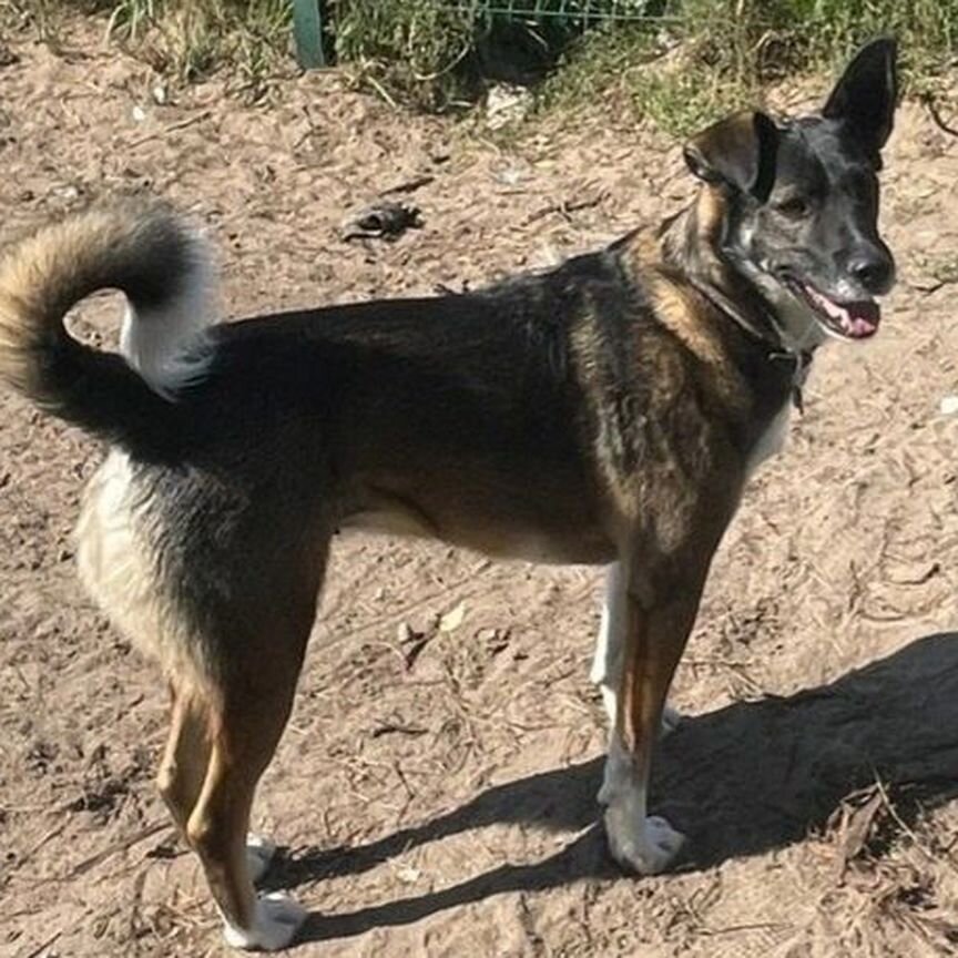 Шейли ищет свой дом