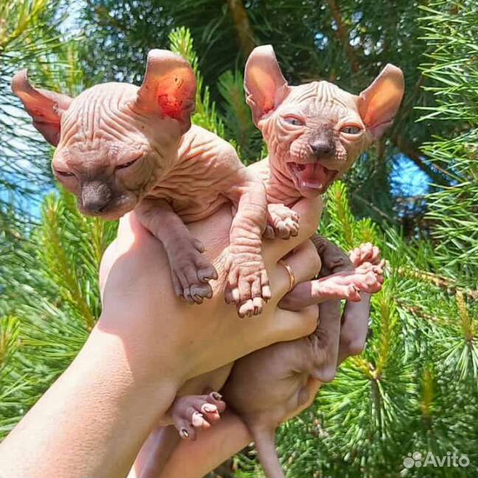 Канадский сфинкс, Двэльф, котята