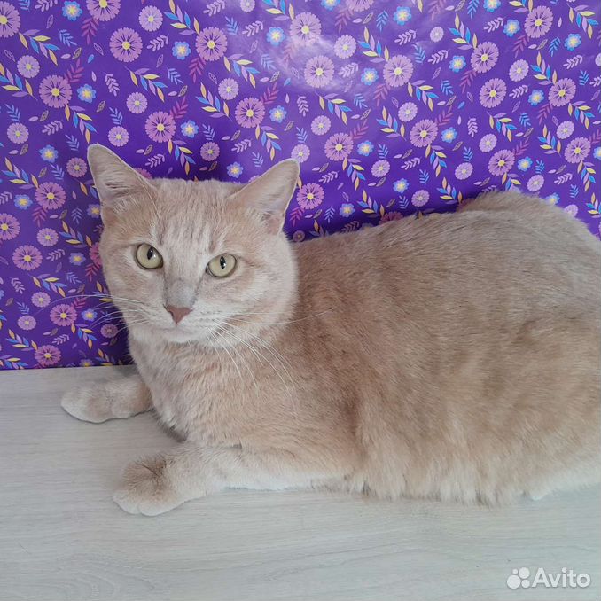 Кот Султан
