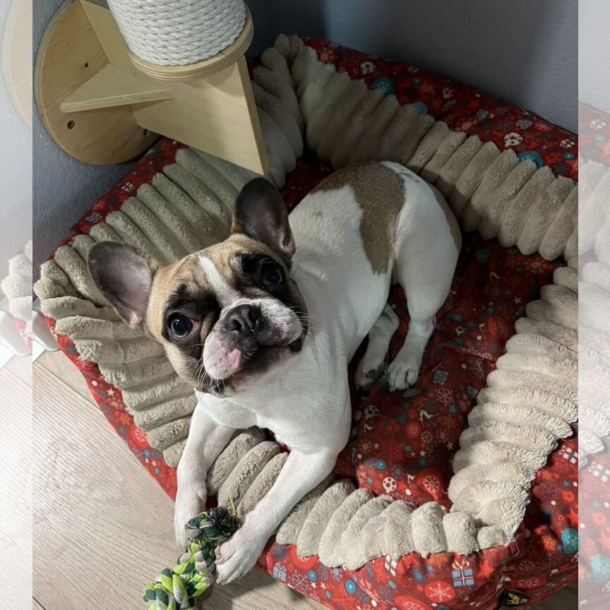 Французский бульдог, взрослая собака