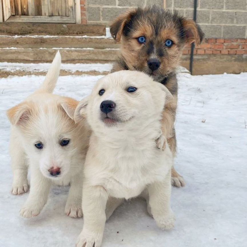 Щенки
