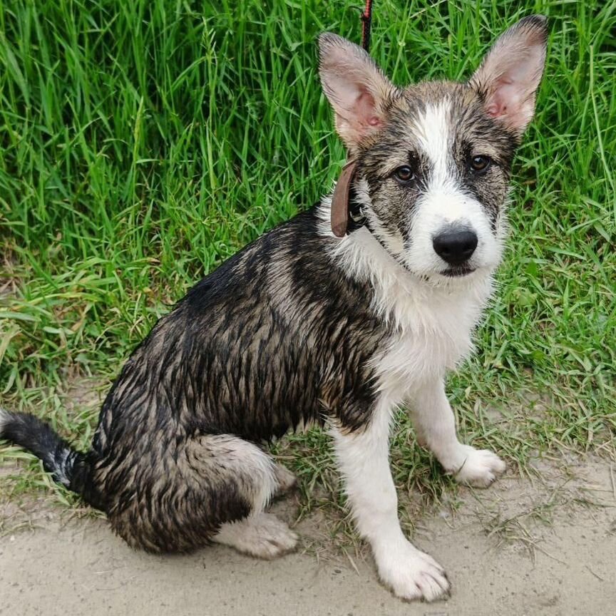 Щенок Тимоша ищет дом