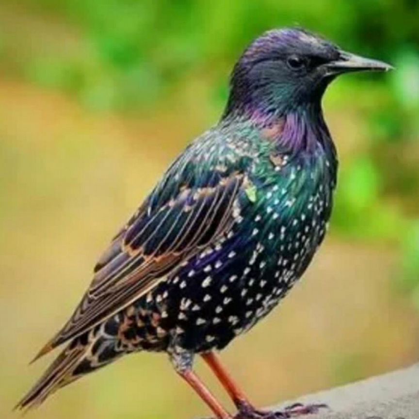 Певчие птицы