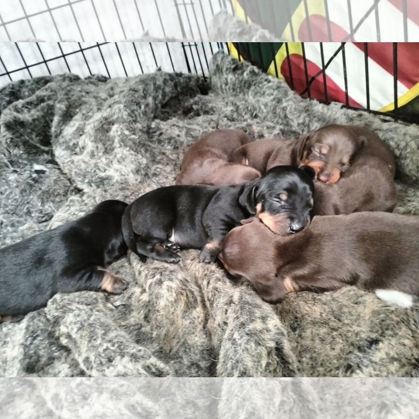 Щенки таксы