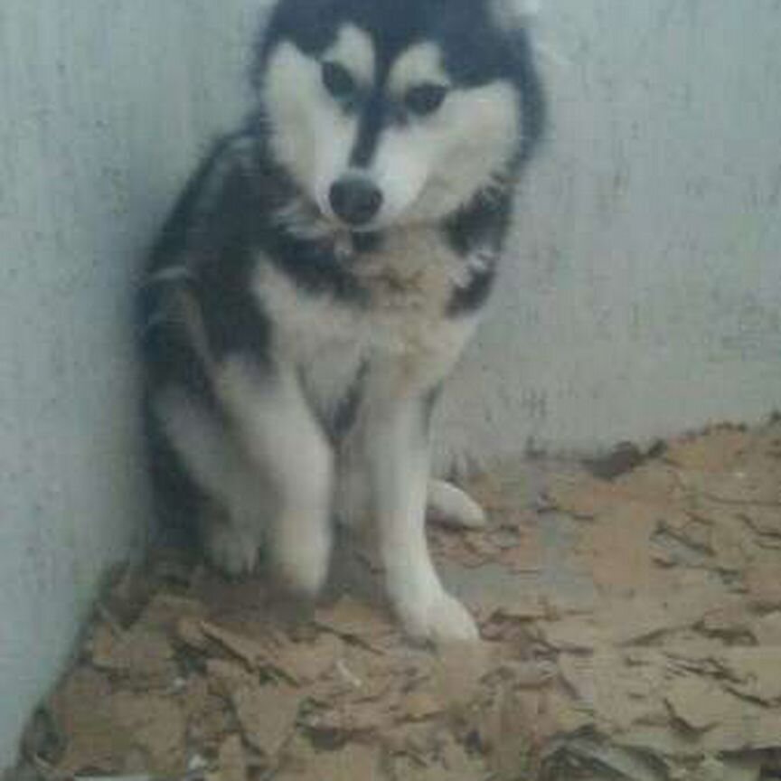 Потеряшка хаски чей