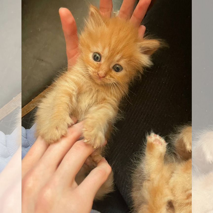 Котёнок в добрые руки