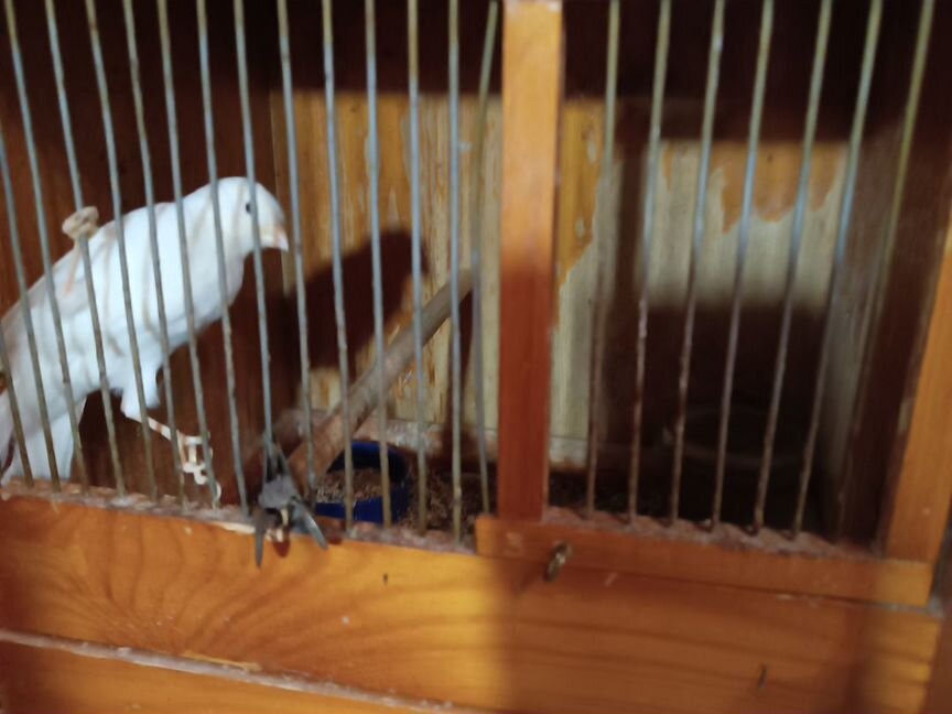 Певчие канарейки