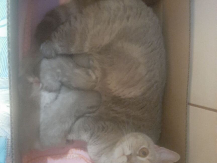 Котята британско шотландские