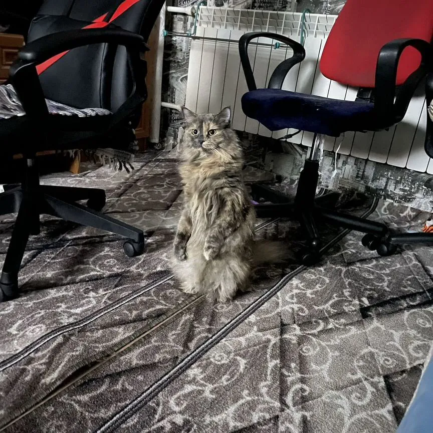 Кошка