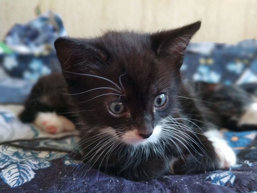 Отдам котят в добрые руки