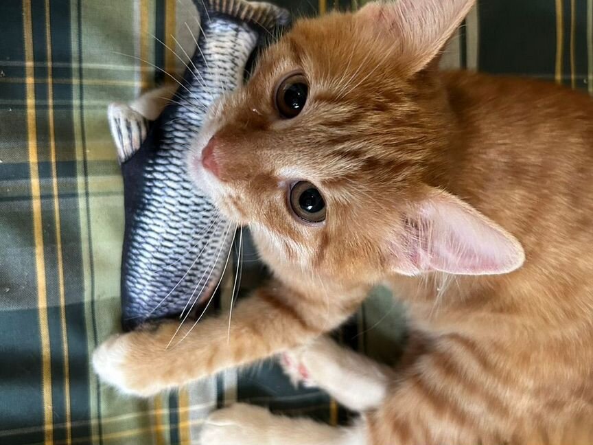 Котята мейн-кун метис