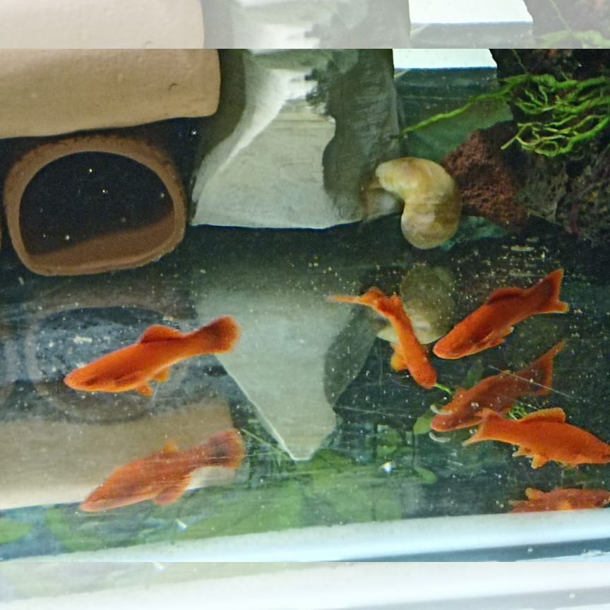 Мальки брокколи