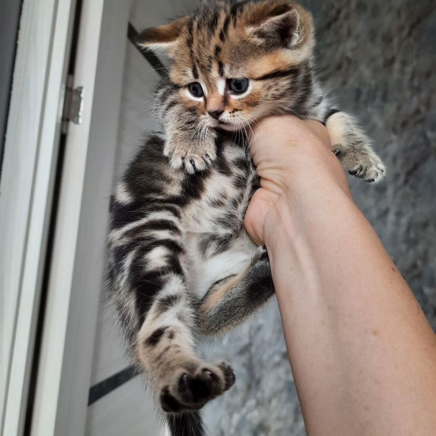 Шотландский прямоухий короткошёрстный котёнок