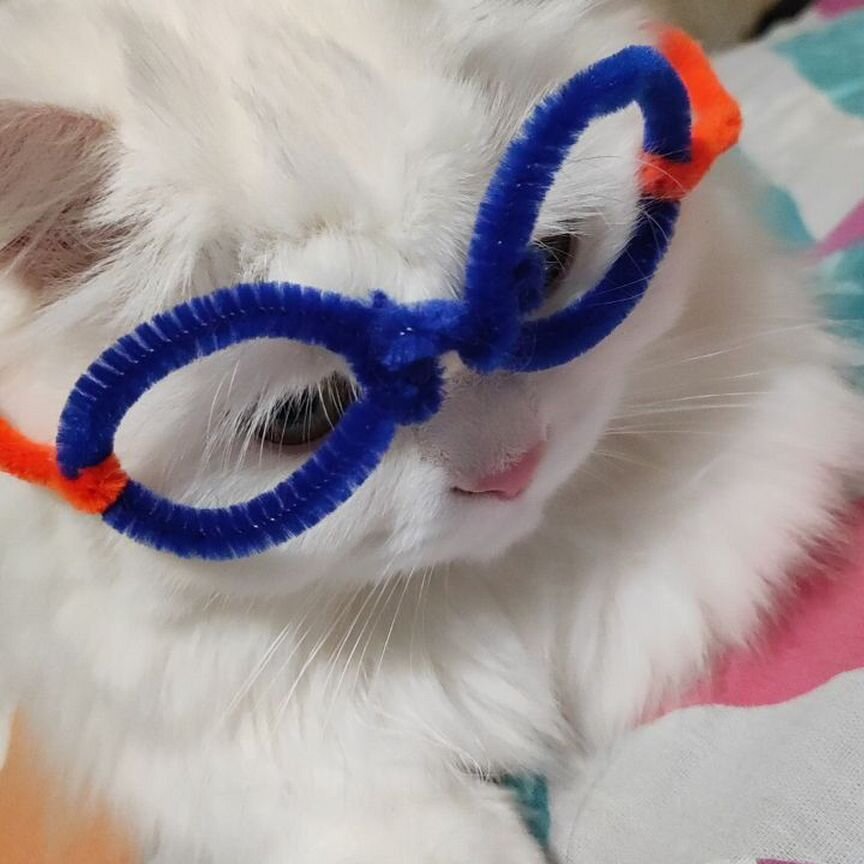 Ищем кота для кошки