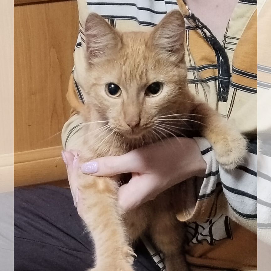 Котёнок в добрые руки