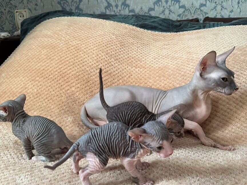 Донской сфинкс