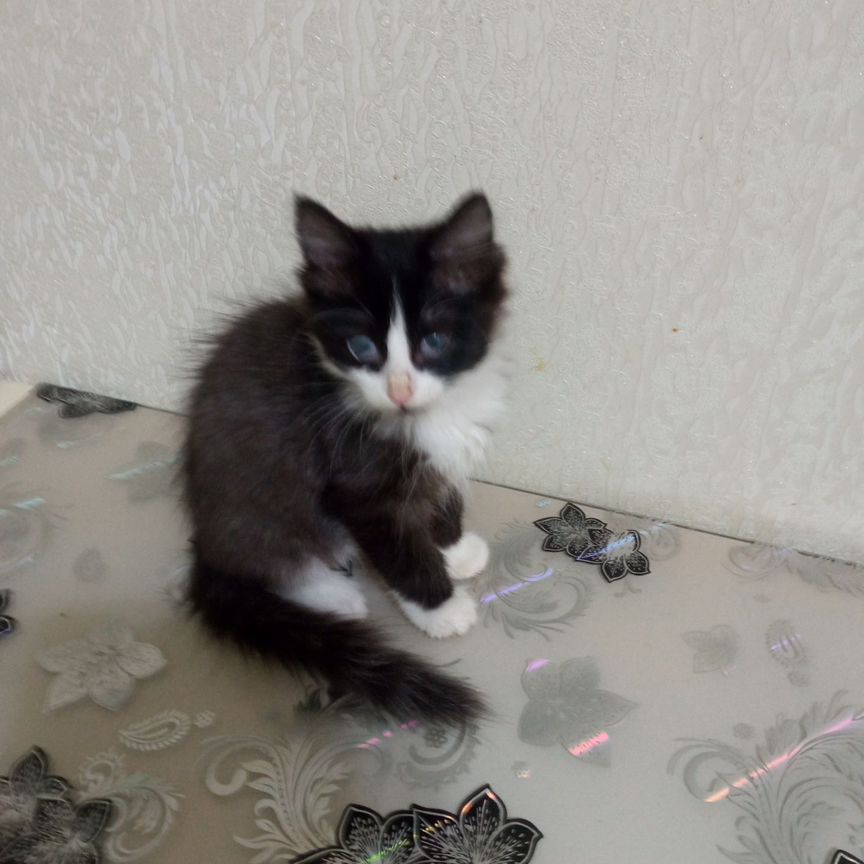 Кошки