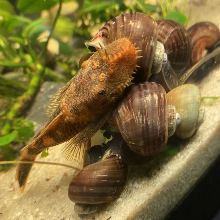 Анциструс lda 016 молодой самец