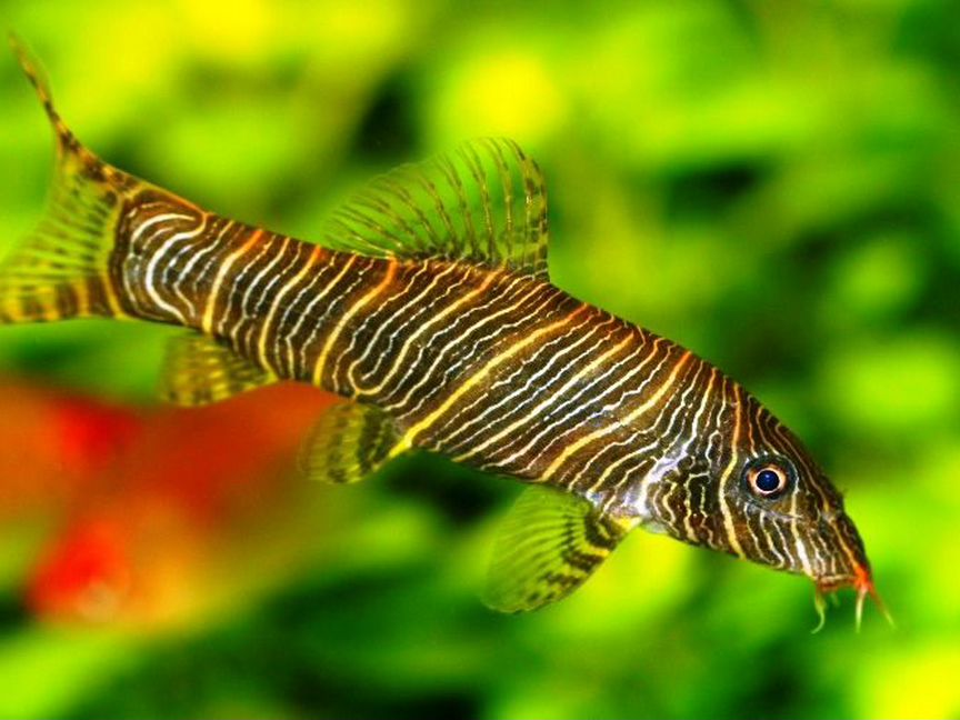 Боция Стриата (Botia striata)