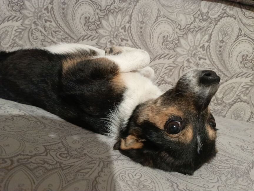 Собака в добрые руки щенок